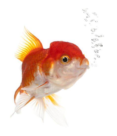 金鱼高清图片 狮头金鱼 狮头金鱼图片免费下载 5098342126 千图网pro