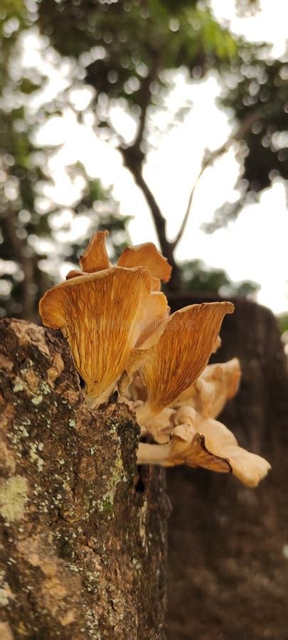Dead Tree Mushrooms Stock Image Image Of Tree Dead 264268633