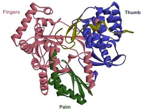 Crystal Structure Of The Hepatitis C Virus Hcv Rna Dependent Rna