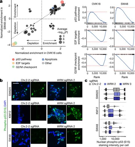 Wrn Depletion In Msi Cells Induces Cell Cycle Arrest Apoptosis And A