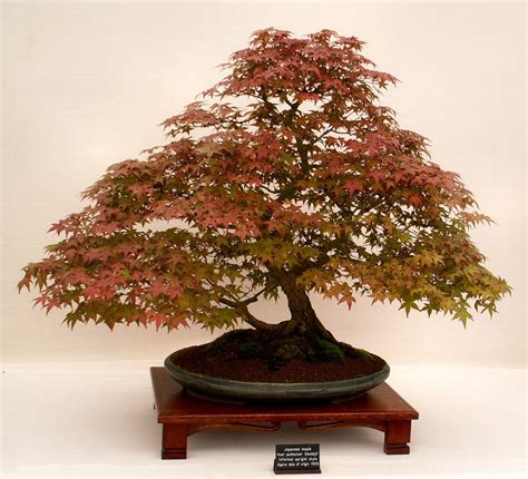 How To Get A Thicker Bonsai Tree Trunk Hubpages