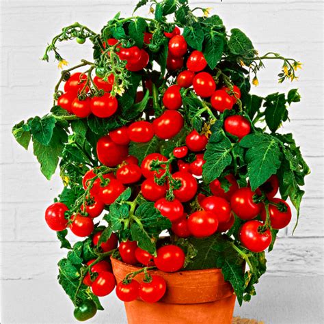 Насіння кімнатного томата «Балконне диво 0 1 г високої якості ⭐ купити онлайн за доступною