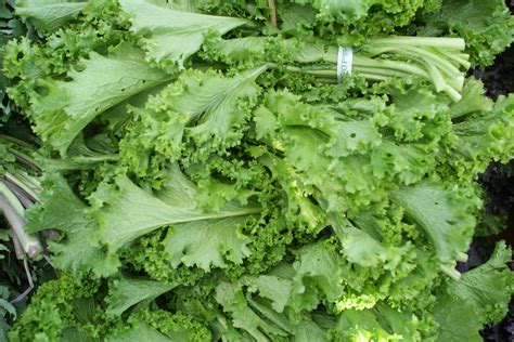 Kinky Mustard Aka Recipe Sauteed Mustard Greens With Walnuts Thrown