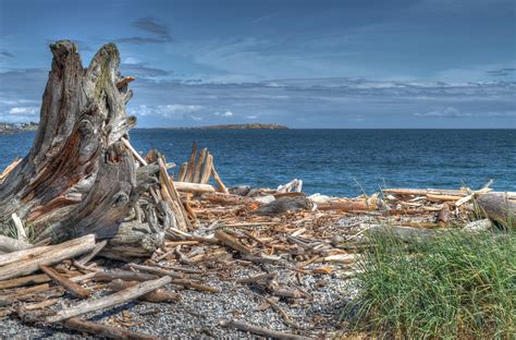Free Images Beach Landscape Driftwood Sea Coast Nature Sand
