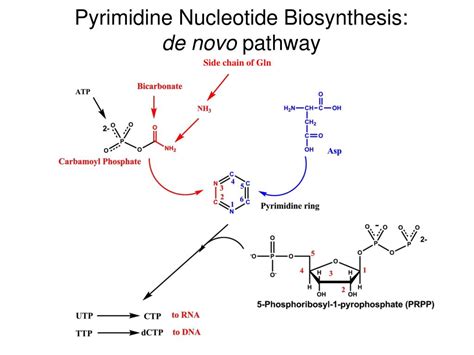 Ppt Pathway Engineered Enzymatic De Novo Purine Nucleotide Synthesis Powerpoint Presentation