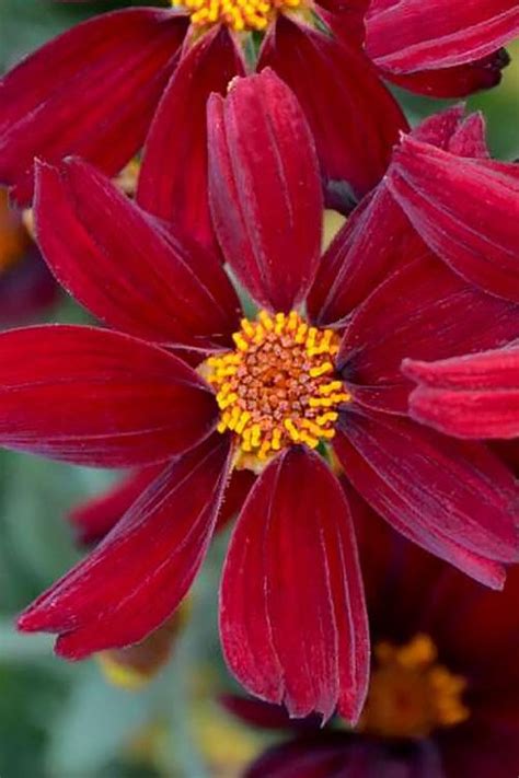 Buy Red Satin Coreopsis FREE SHIPPING Wilson Bros Gardens 5 Pack