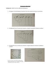 Lab Worksheet 6 Docx Phylogenies Worksheet Assignment Submit The Three Different Phylogenies