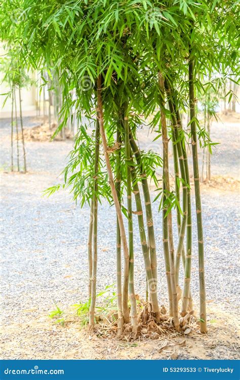 Bamboo Tree Stock Image Image Of Green Calm Branch 53293533