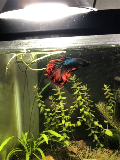 Jerry The Snail Killer Aquariums