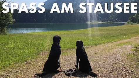 Cedric der Labrador Spaß am Stausee YouTube