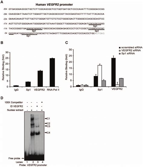 Nuclear Vegfr2 Binds To The Vegfr2 Proximal Promoter In Ec A
