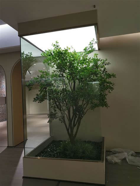 一般展厅放什么绿植 展厅摆放绿植推荐 展厅绿植摆放 第2页 大山谷图库