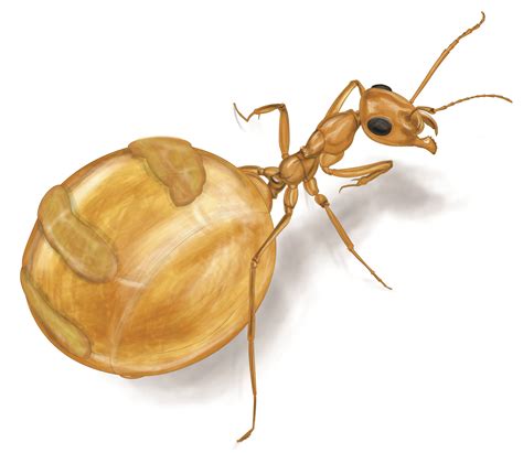 Honeypot Reference Images Ants Insects Illustration Ant Illustrations