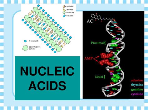Standards Distinguish Among Proteins Carbohydrates Lipids And