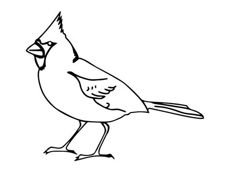 Cardinal Bird Svg Cardinal Bird Clipart Cardinal Bird Files For
