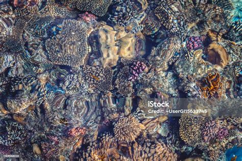 이집트에서 홍 해의 다채로운 물고기와 밝은 산호초 위에서 보기 경관에 대한 스톡 사진 및 기타 이미지 경관 꼭대기 대양저