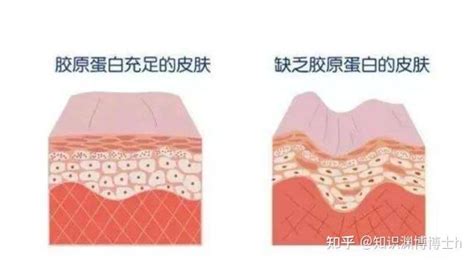 做好分层抗衰 科学逆龄 知乎
