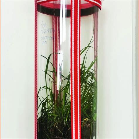 Tick Garden Experiment 2021 An Artificial Habitat For Ticks Source