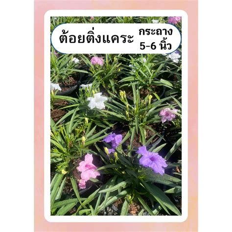 ต้นต้อยติ่งแคระ ฟ้าประทานพร ต้อยติ่งฝรั่ง ต้อยติ่งเทศ เลี้ยงง่าย ออกดอก