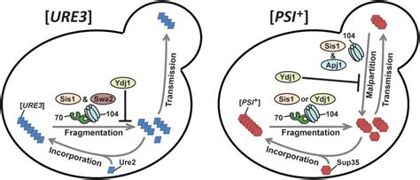 Model For J Protein Involvement In Prion Fragmentation And Download Scientific Diagram