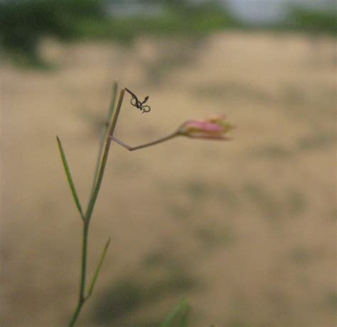 Cleome Eflora Of India