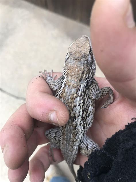 A Chill Lizard R Mildlyinteresting