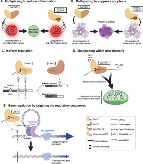 Unleashing The Potential Of Crispr Multiplexing Harnessing Cas12 And