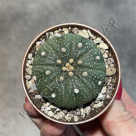 Астрофитумы