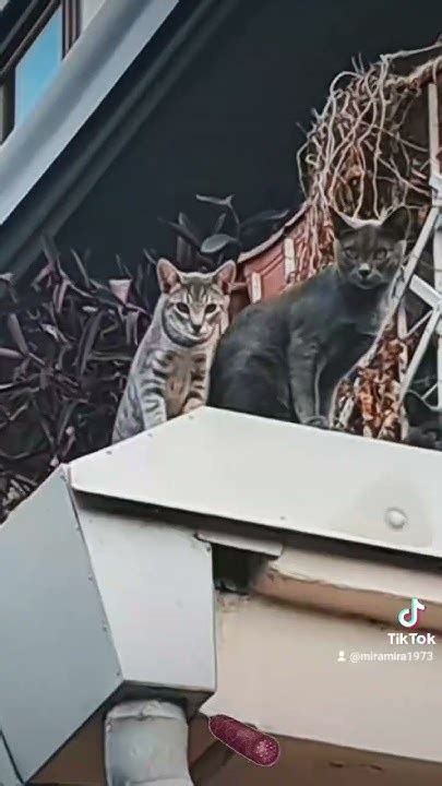 Miramira1973 Cat Funny Catlover Youtube
