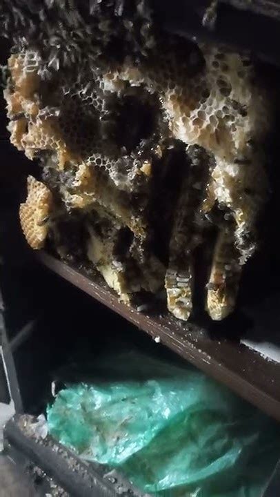 자연산 토종 목청 꿀 훔치기 Youtube