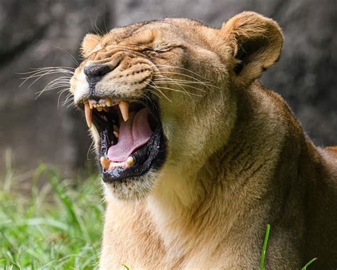Lioness Growl