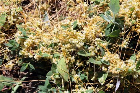 The Parasitic Plant Cuscuta Grows Among Crops Stock Image Image Of