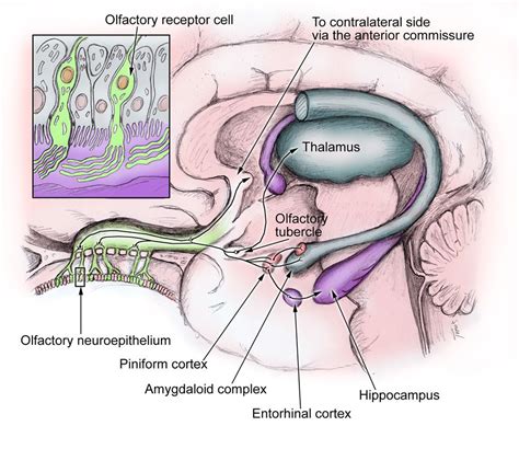 Olfaction Chronic Pain Relief Sensory Disorder Anatomy And Physiology