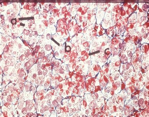Slides For Histo 2 Exam 2 Only Flashcards Quizlet