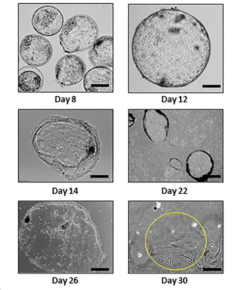 Individual Embryos And Trophectoderm Outgrowths During 30 Days Of In