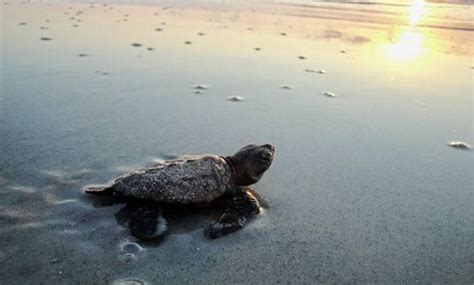 Turtle Hatchling Heading Out To Sea Marco Island Fl
