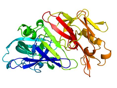 How Do Enzymes Work Live Science