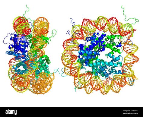 Dna Nucleosome Computer Model Based On X Ray Diffraction Data Of The Structure Of A Nucleosome