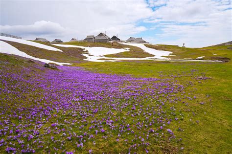 Velika Planina 슬로베니아의 큰 목초지 고원 유럽 많은 오두막집 눈 사프란 꽃 및 흐린 하늘이 있습니다 겨울에 대한
