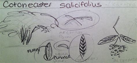 UBC Tree And Shrub Part Just Another UBC Blogs Site