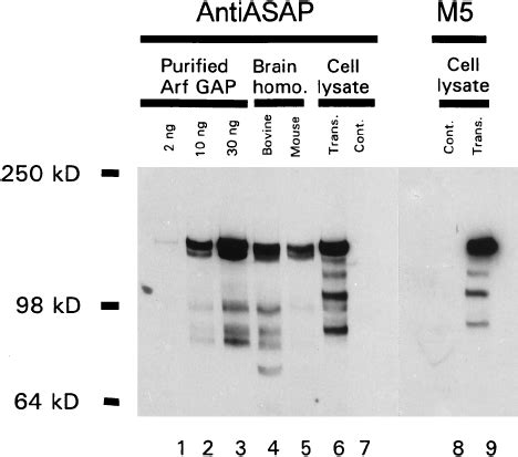 An Antibody Raised To Mouse ASAP1 Recognizes Arf GAP Purified From