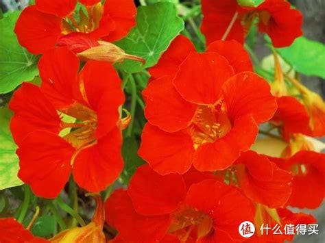 8种花，夏天越热长得越慢，记得少浇水、快停肥！鲜花绿植什么值得买