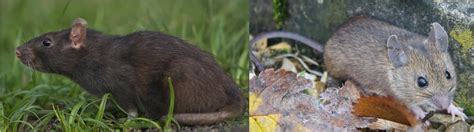 7 Types Of Mice And Rats Found In Florida Bird Watching Hq