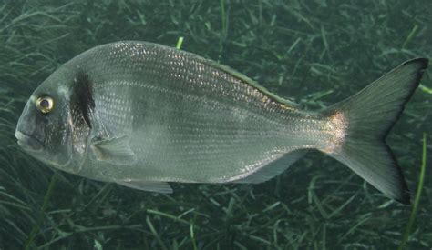 Gilthead seabream (Sparus aurata) | adriaticnature