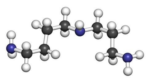Spermidine For Cognitive Function In Flies Mice And Humans
