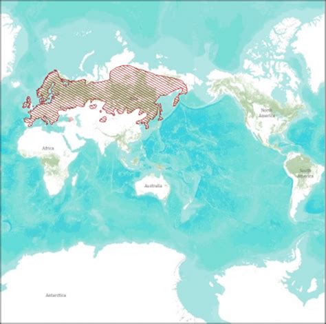 Red Squirrel Roy Dennis Wildlife Foundation