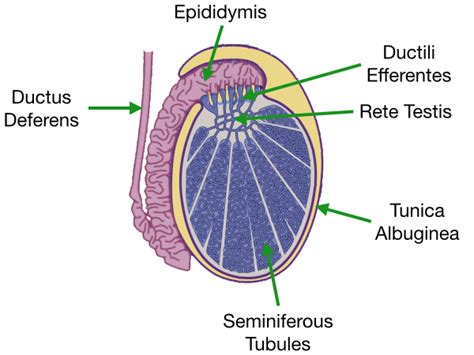 Ovary And Follicle Development