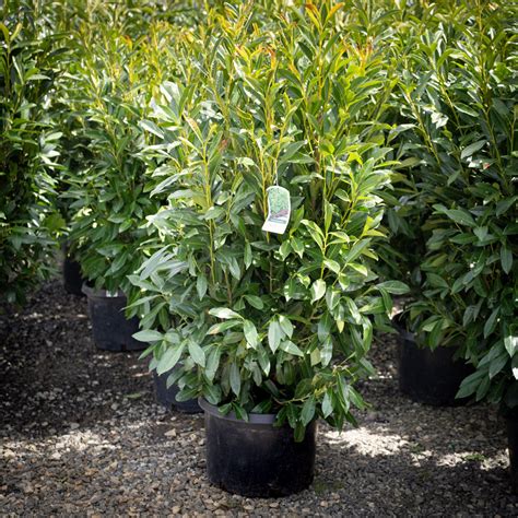 Schipkaensis Schip Laurel Flowering Shrubs Plant Nursery
