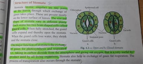 Structure Of Stomata Stomata Stoma Singular Are Tiny Pores On The Leav