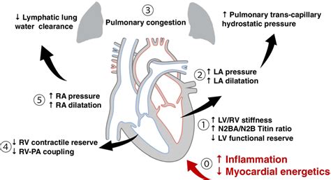 A Very Brief Schematic Overview Of The Currently Understood Download Scientific Diagram